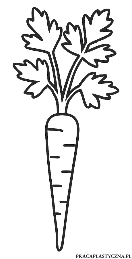 Pietruszka Marchew Kolorowanka Carrots Karotte Zanahoria Druku ...